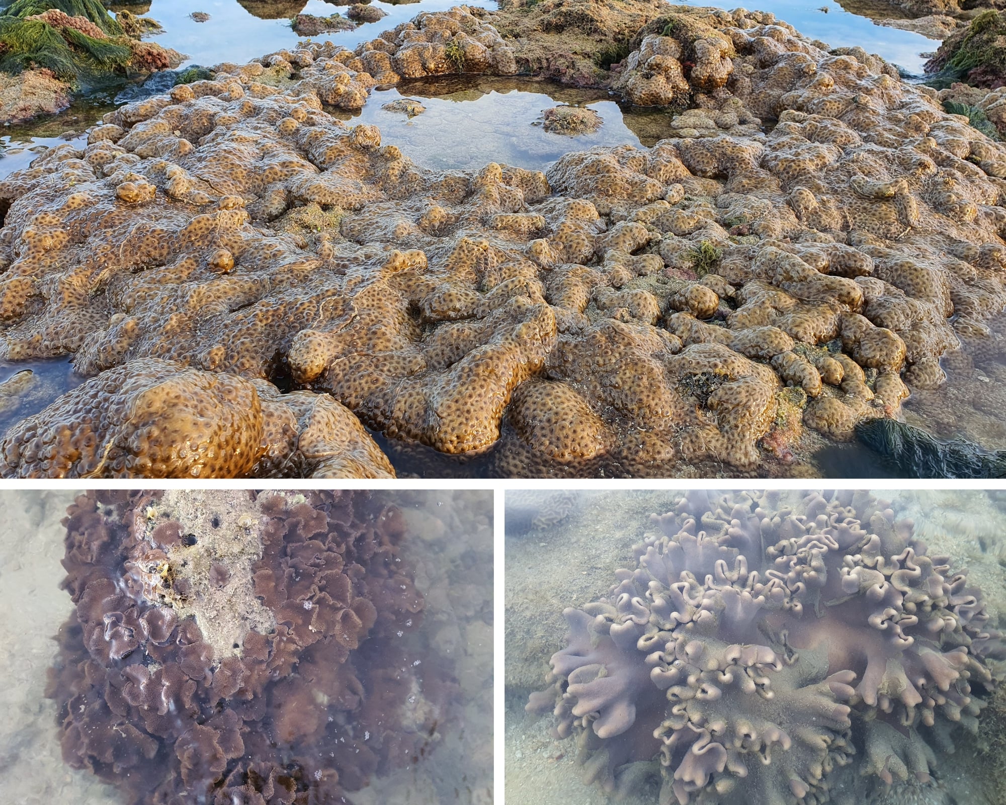 Intertidal Walk Sisters' Islands | SGTREK