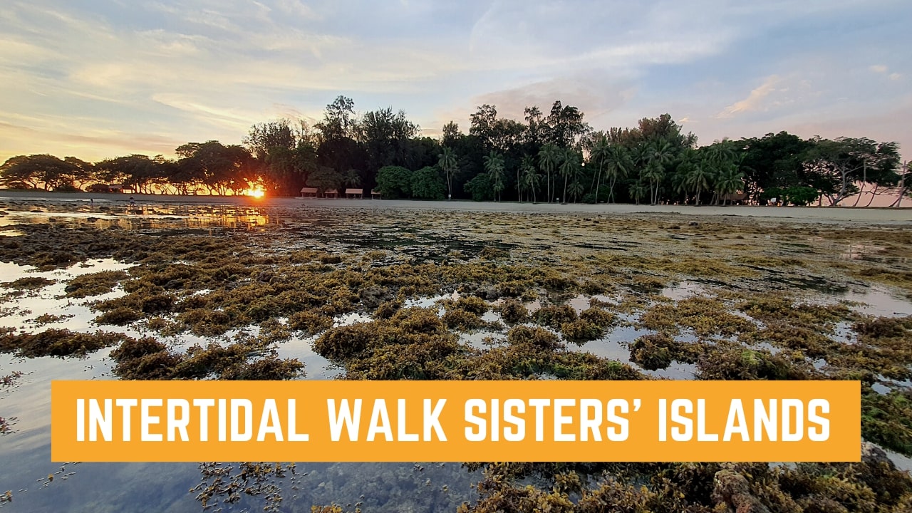 Intertidal Walk Sisters' Islands | SGTREK