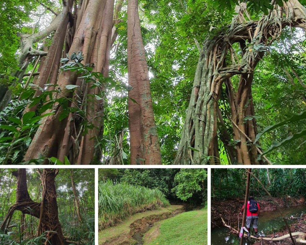 EXPLORING THE DOVER FOREST | SGTREK